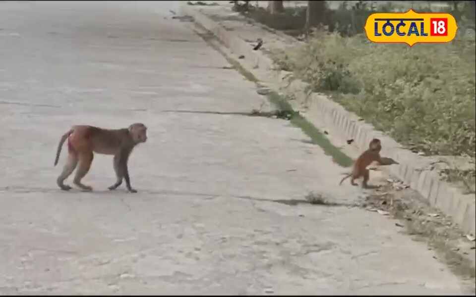 बंदरो को मिलेगा अपना आशियाना, मिलेगा पेट भर खाना, जिले में बनेगा मंकी ...