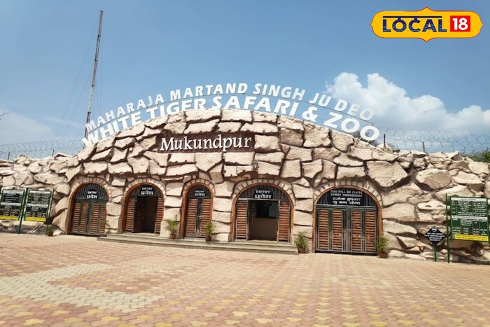 सफेद बाघ को यहां पास से देखें, 20 रुपये में एंट्री... 50 रुपये में जंगल ...