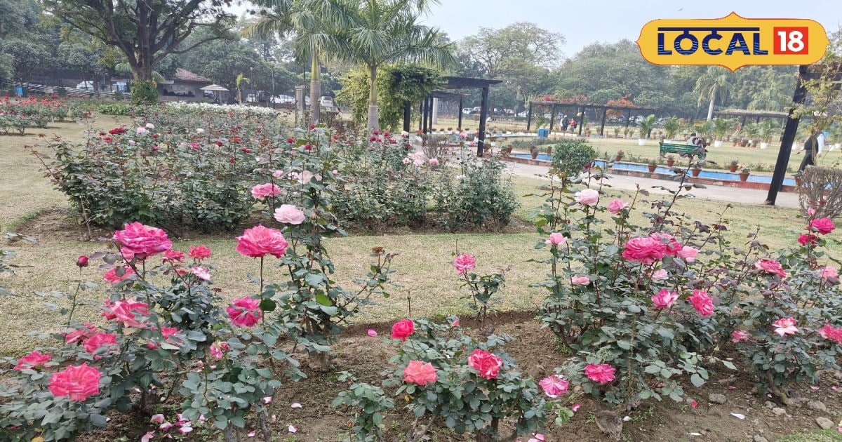 Rose Garden Delhi: फूलों की खुशबू से महक रहा दिल्ली का रोज गार्डन, कई ...