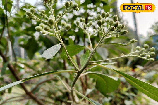 बड़ा करामाती है ये पौधा, शुगर को कर देता है जड़ से खत्म... बीपी, मोटापा ...