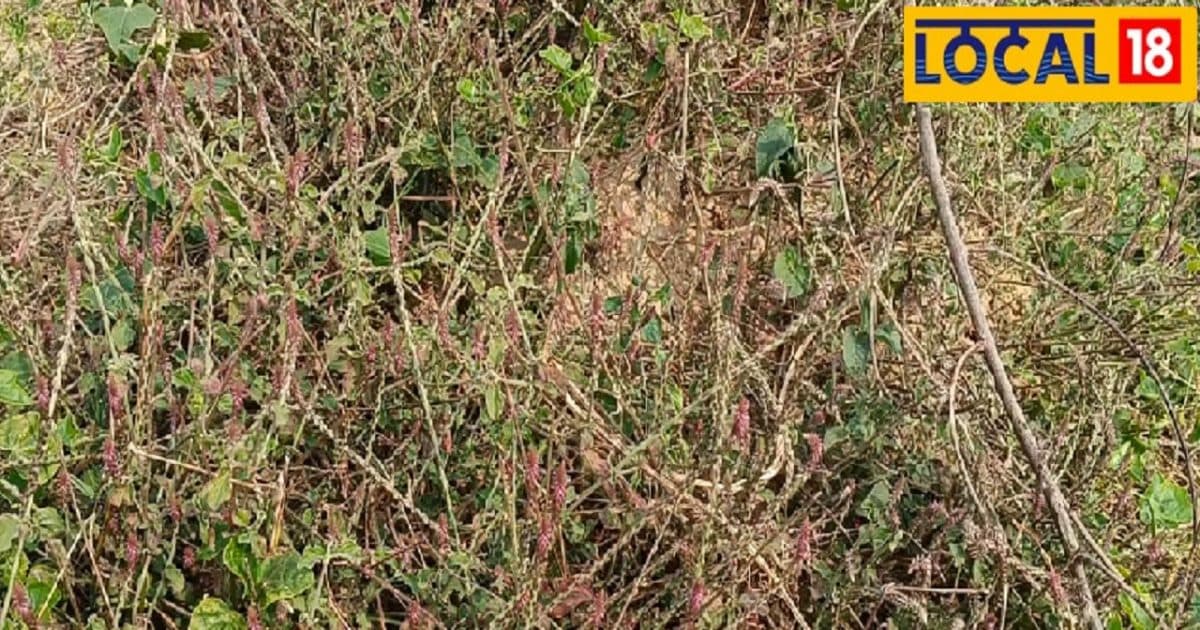 PHOTOS : इसे जंगली झाड़ी समझकर उखाड़कर न फेंकें, ये है औषधीय पौधा इसमें ...