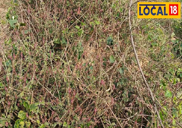 PHOTOS : इसे जंगली झाड़ी समझकर उखाड़कर न फेंकें, ये है औषधीय पौधा इसमें ...