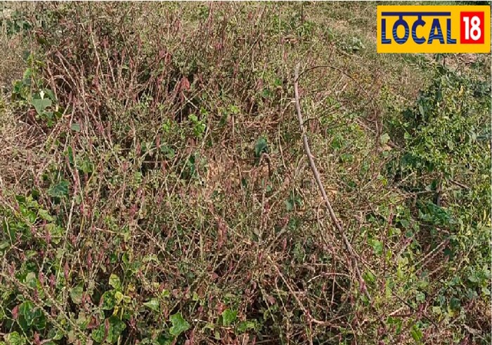 PHOTOS : इसे जंगली झाड़ी समझकर उखाड़कर न फेंकें, ये है औषधीय पौधा इसमें ...