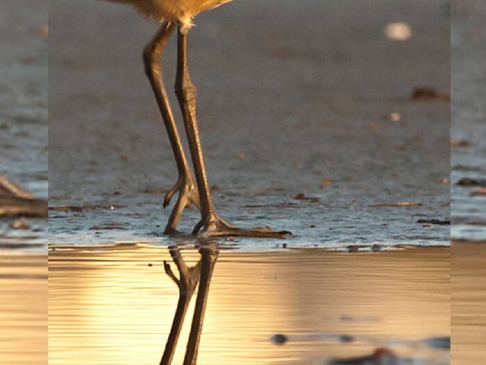 Wildlife do birds have knees and why do they look weird - क्या पक्षियों ...