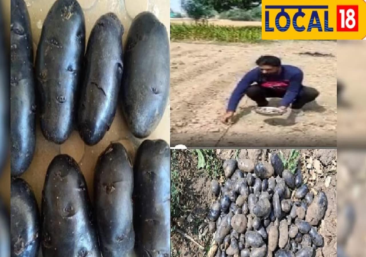 PHOTOS : बड़े कमाल का काला आलू, इसकी सूरत पर न जाना इसकी सीरत को ...