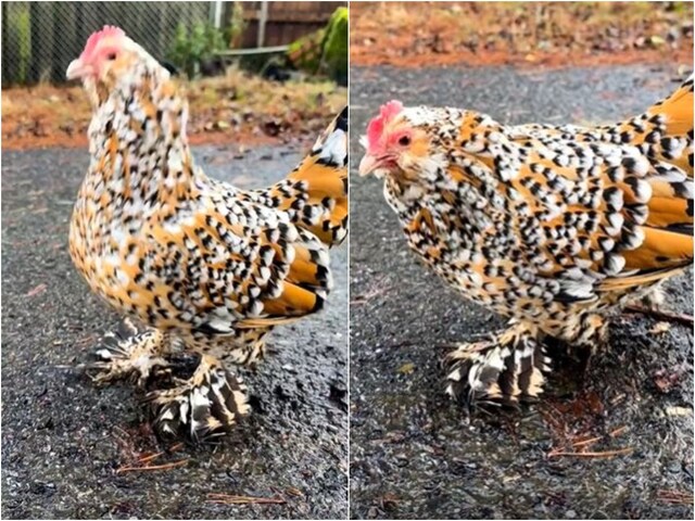 Viral Video: बेहद फैशनेबल है ये मुर्गा, पहनता है सूट-बूट, टशन देख ...