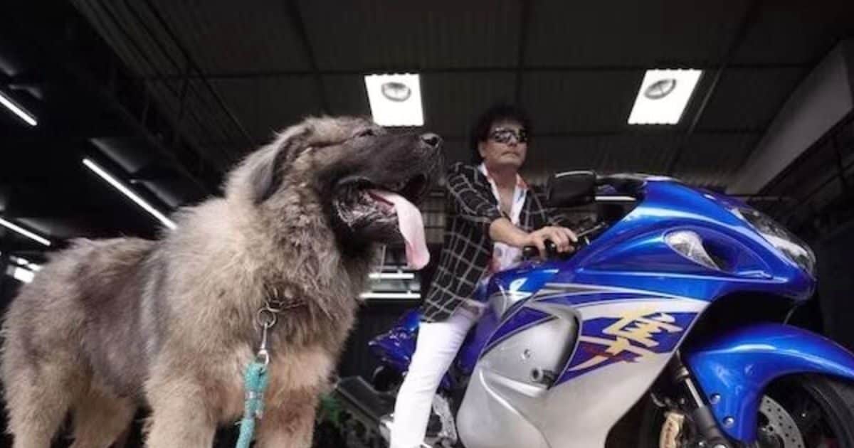 इस शख्‍स के पास 20 करोड़ का कुत्‍ता, नाम हैदर, खास‍ियत कर देंगी हैरान ...