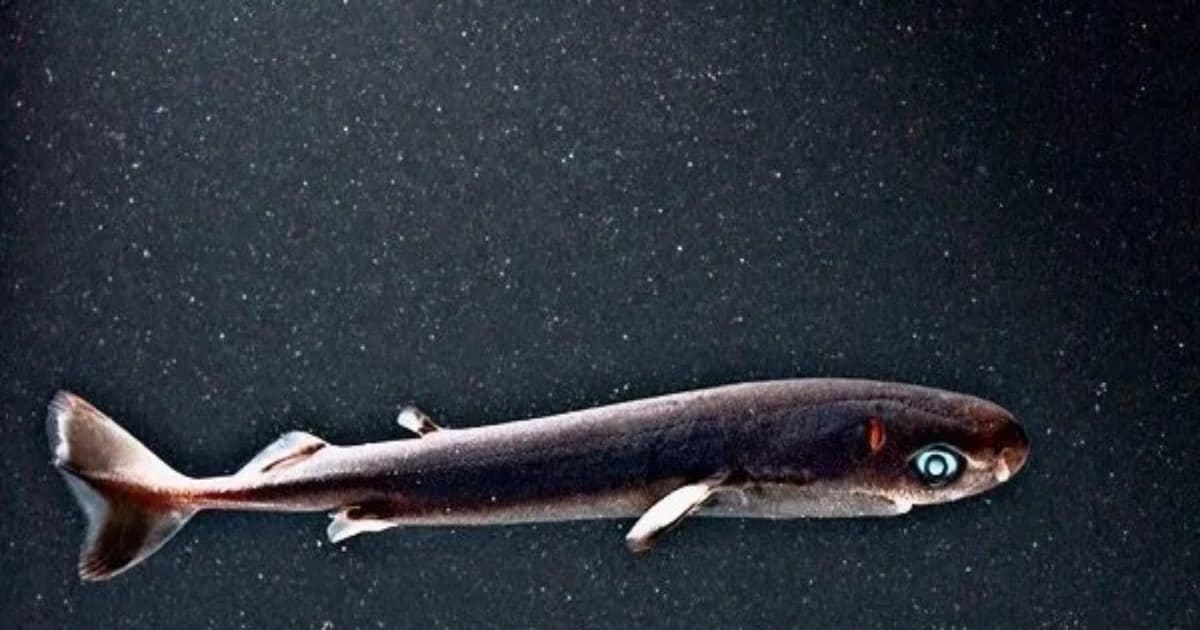 ये है दुनिया की सबसे छोटी शार्क, बड़े ही कमाल का है चमकता हुआ पेट ...