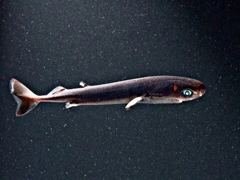 ये है दुनिया की सबसे छोटी शार्क, बड़े ही कमाल का है चमकता हुआ पेट ...