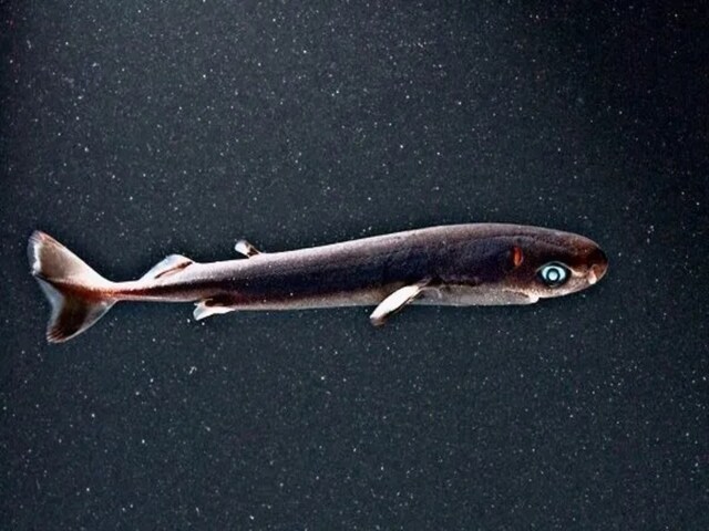 ये है दुनिया की सबसे छोटी शार्क, बड़े ही कमाल का है चमकता हुआ पेट ...