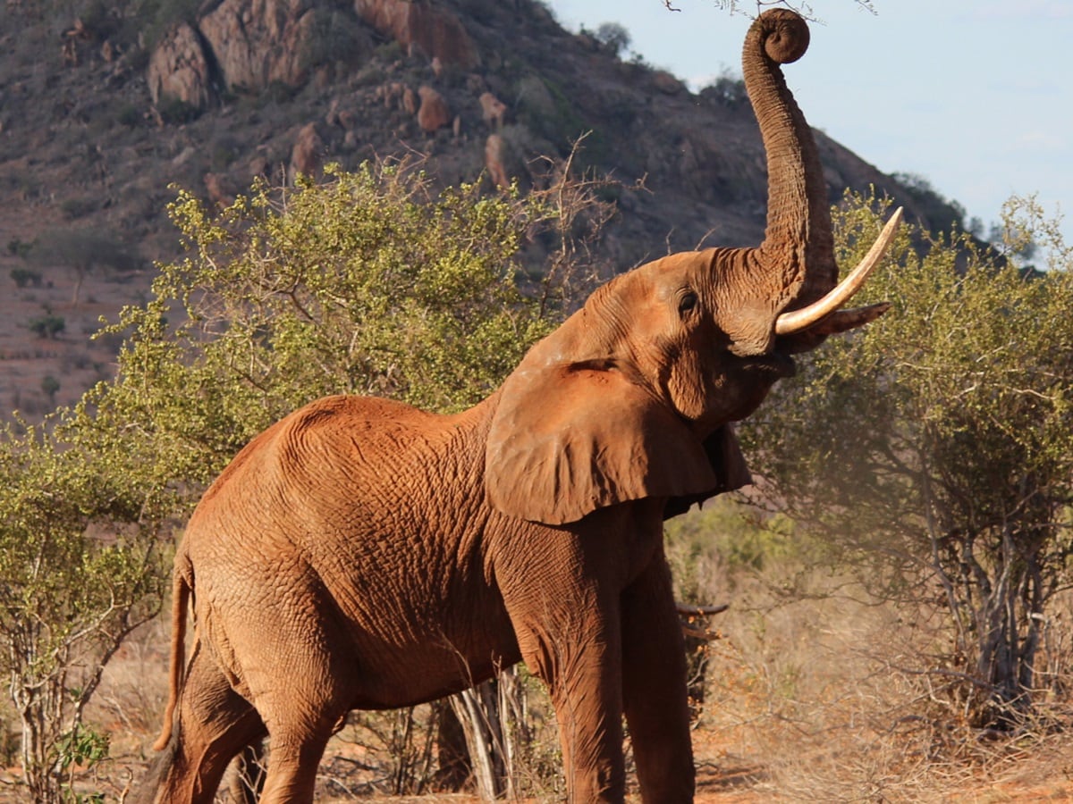 लंबी क्यों होती है हाथियों की सूंड, उनके इतिहास में छिपा था रहस्य - How ...