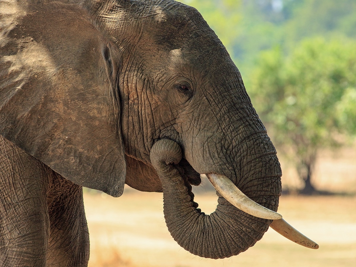 लंबी क्यों होती है हाथियों की सूंड, उनके इतिहास में छिपा था रहस्य - How ...