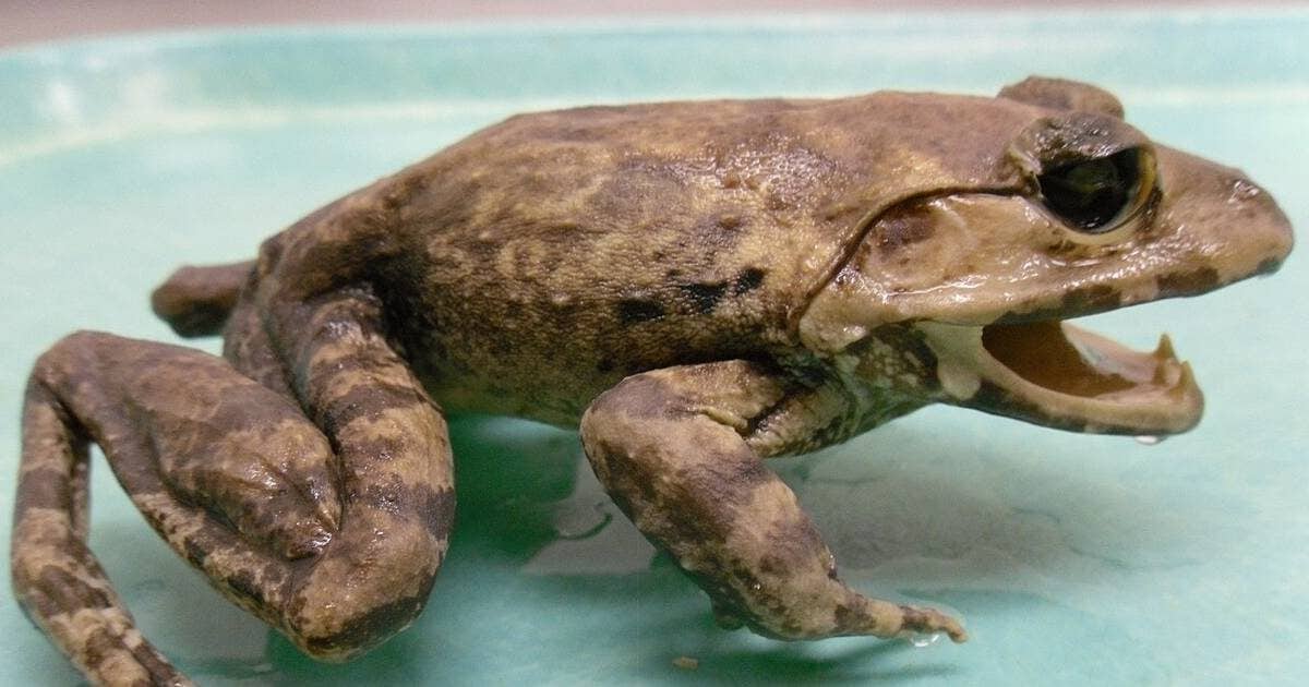 Smallest frog of the world discovered in Indonesia with unique eggs ...