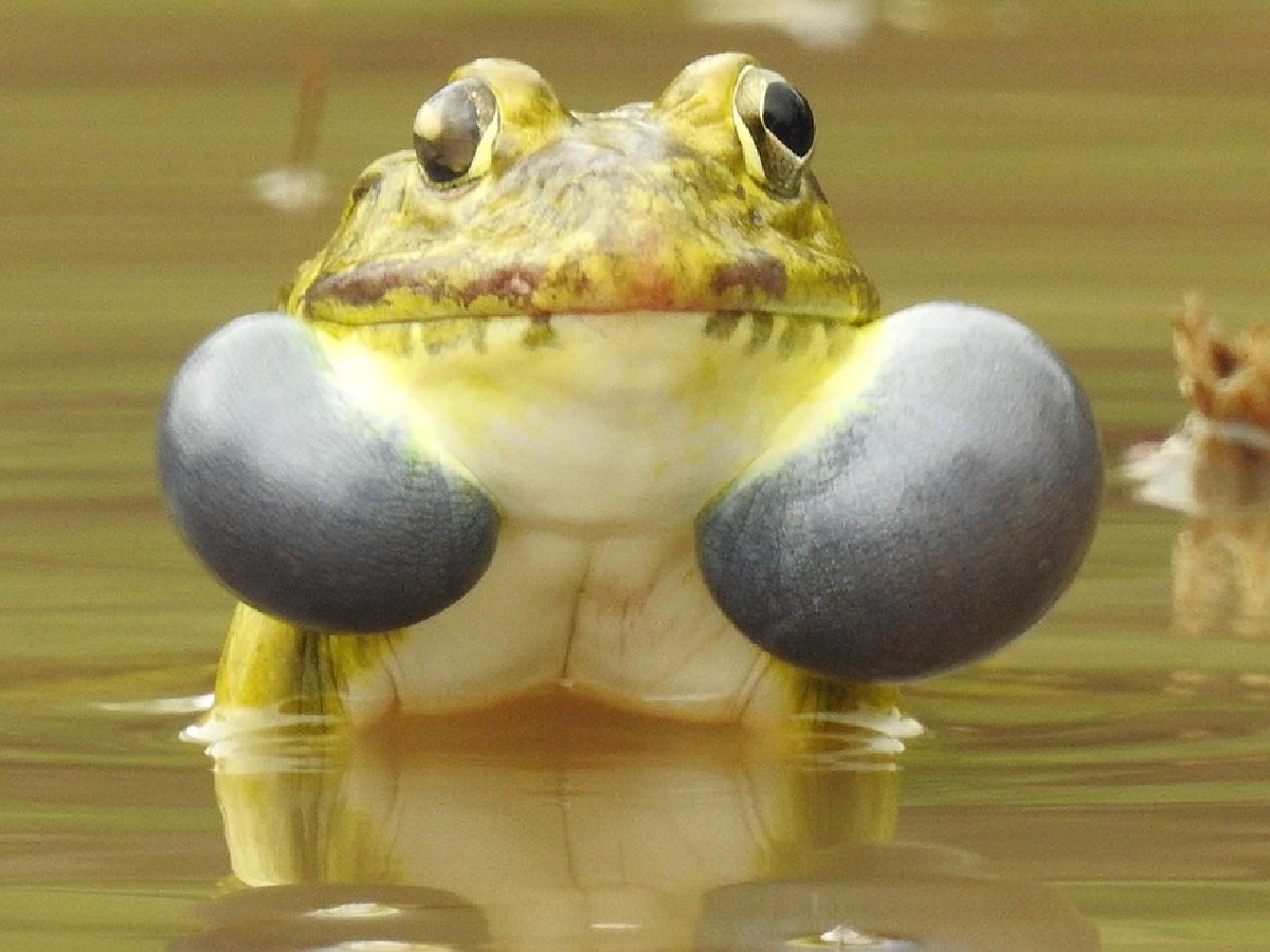 Why Do Frogs Inflate Their Throat And Why They Are Called As Bubble Why Do Frogs Inflate Their Throat And Why They Are Called As Bubble