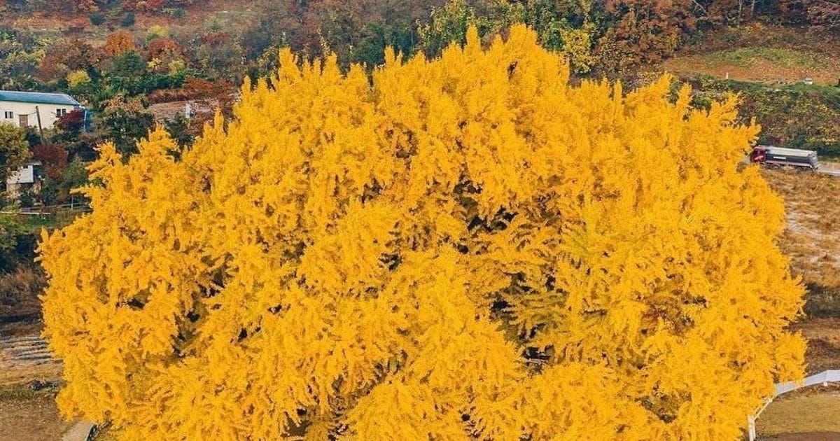 ये है 'दुनिया का सबसे सुंदर पेड़', 800 साल है पुराना, सोने का बना हो ...