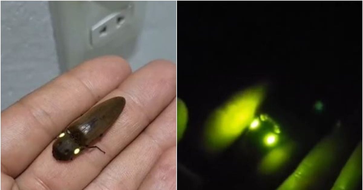 दुनिया का सबसे चमकीला कीड़ा, कार की हेडलाइट की तरह चमकते हैं खास ऑर्गन ...
