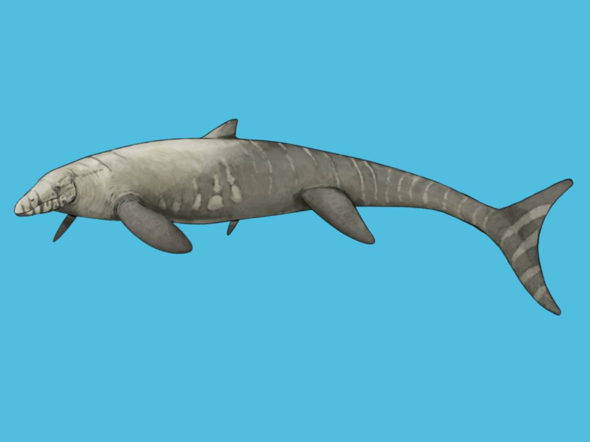 Know about the Ancient Japanese Dragon which terrorised Pacific Ocean ...