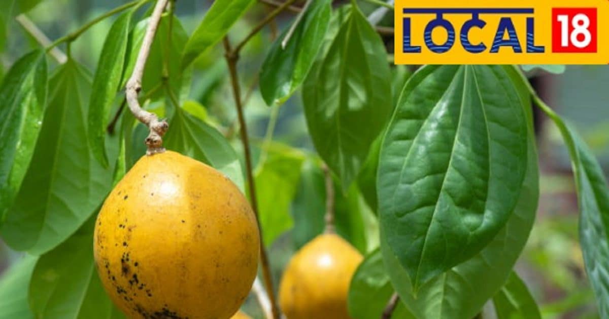 PHOTOS : इस फल में हैं बड़े बड़े गुण, माइग्रेन-डायबिटीज से बचाता है ...