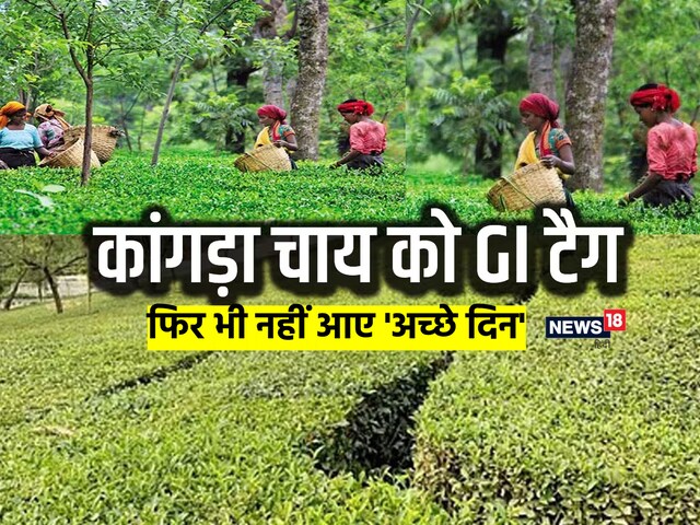 Kangra Tea: GI टैग मिलने के बाद भी कांगड़ा चाय के नहीं आए 'अच्छे दिन ...