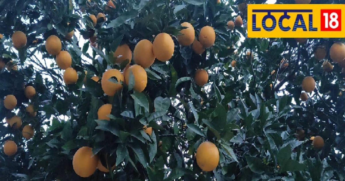 PHOTOS : त्वचा को रखना है जवां तो माल्टा खाइए, एंटी एजिंग का बेहतरीन ...