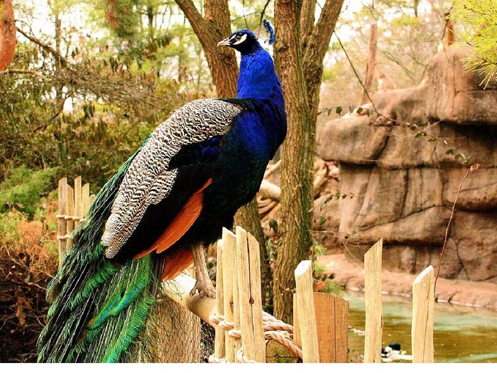 Peacock peahen peafowl know few fascinating and unknown facts - सुंदर ...