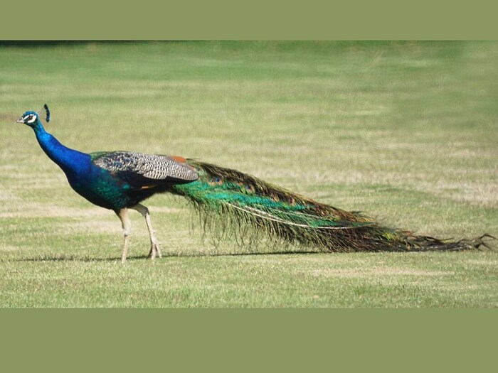 Peacock peahen peafowl know few fascinating and unknown facts - सुंदर ...
