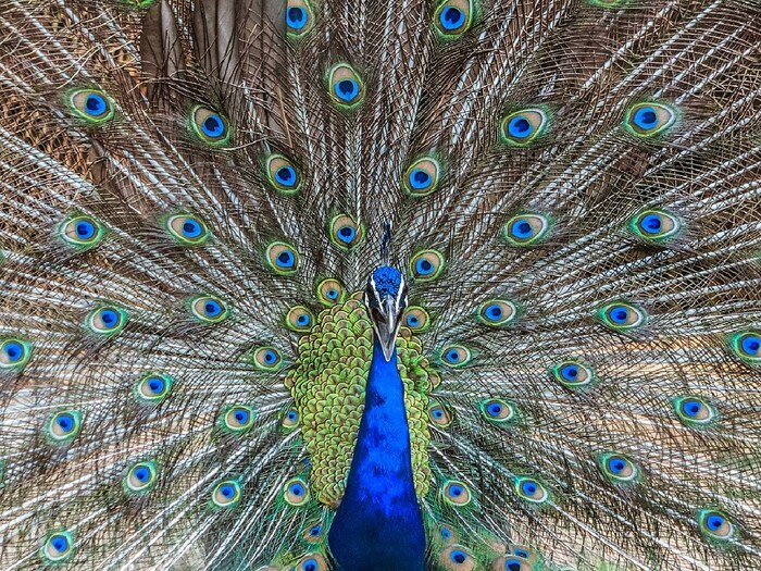 Peacock peahen peafowl know few fascinating and unknown facts - सुंदर ...