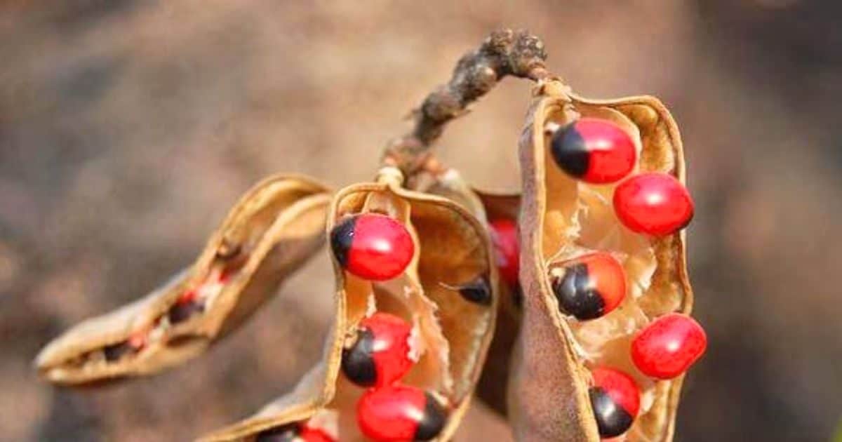 'रत्‍ती भर भी शर्म नहीं', इसमें रत्‍ती शब्‍द का मतलब क्‍या है? ये कहां ...