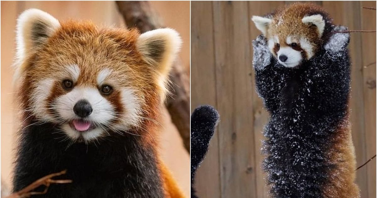 दुनिया का सबसे प्यारा जानवर, बिल्ली की तरह होता है चेहरा, शिकारी से ...