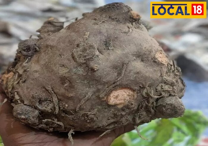 PHOTOS : सूरण की सब्जी से अगर गले में होती है खुजली, तो देसी उपाय ...