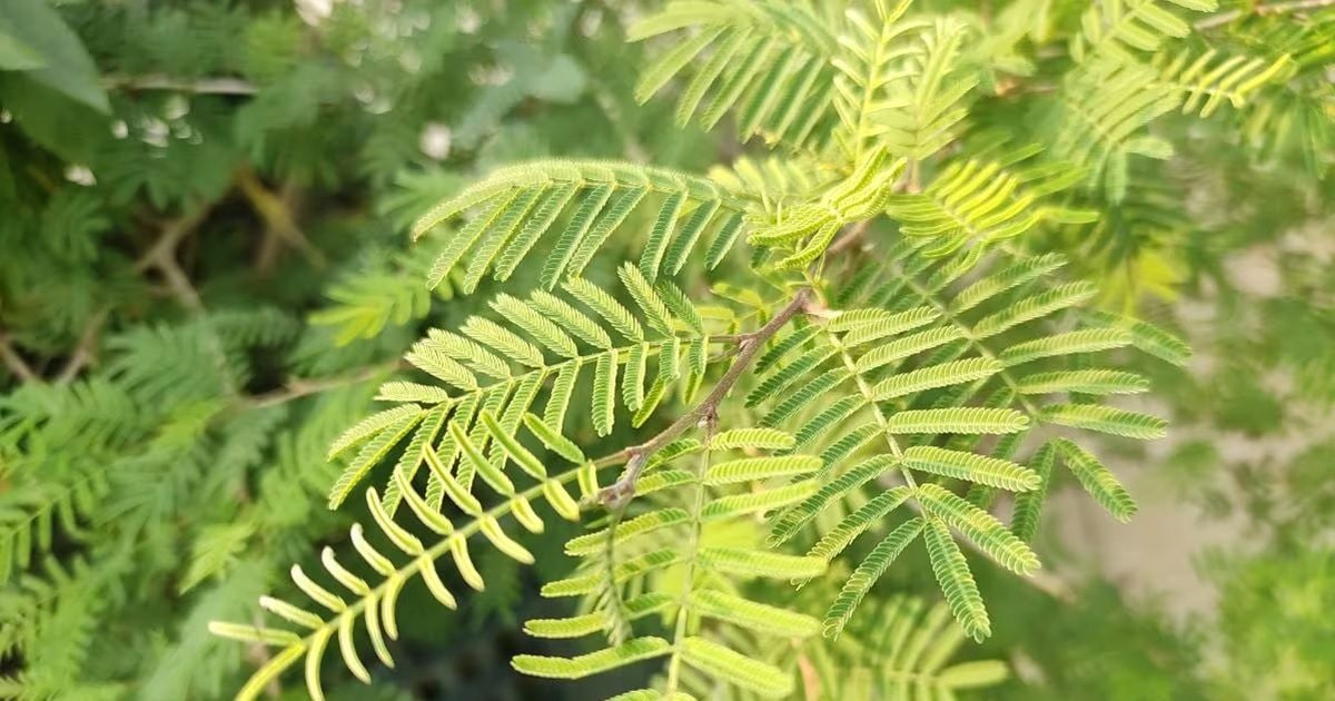 शमी के पेड़ में जल के साथ आर्पित करें ये चीजें, शनि की साढ़ेसाती से ...