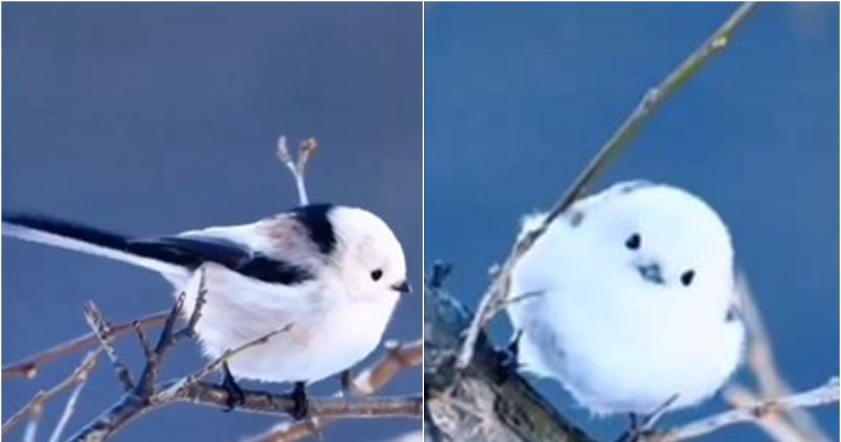 बर्फ परी कहलाती है ये चिड़िया, रूई की गेंद की तरह आती है नजर, क्यूटनेस ...