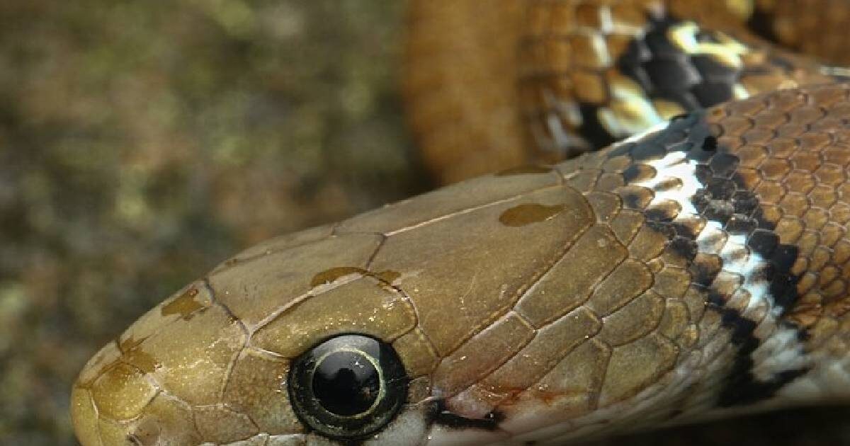 Know what kind of brain snakes have how intelligent they are - कैसा ...