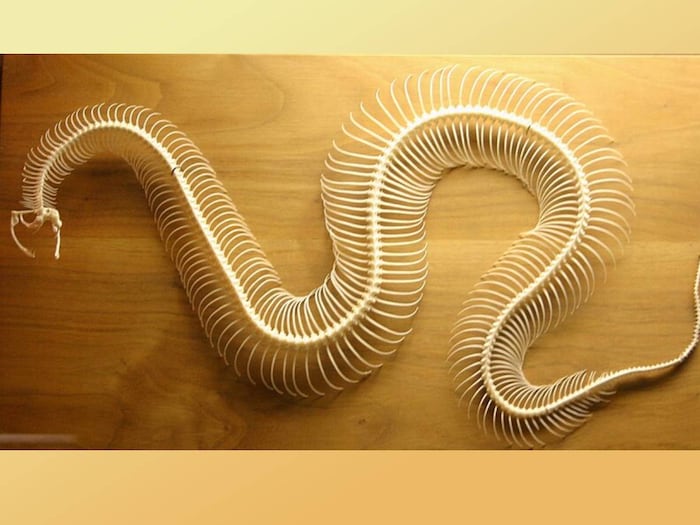 Know what kind of brain snakes have how intelligent they are - कैसा ...