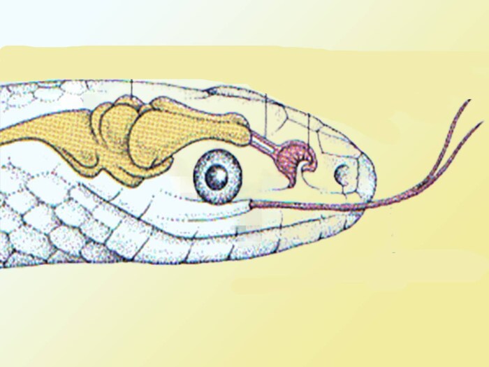 Know what kind of brain snakes have how intelligent they are - कैसा ...