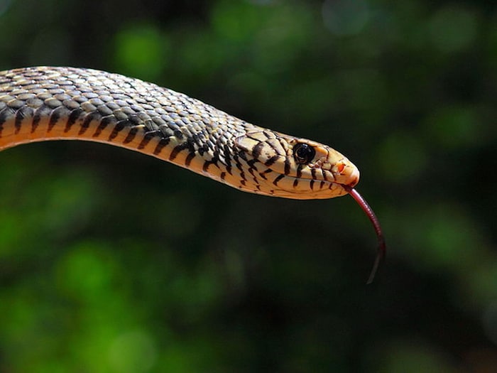 How do snakes make an sssssss sound while taking out their tongue ...