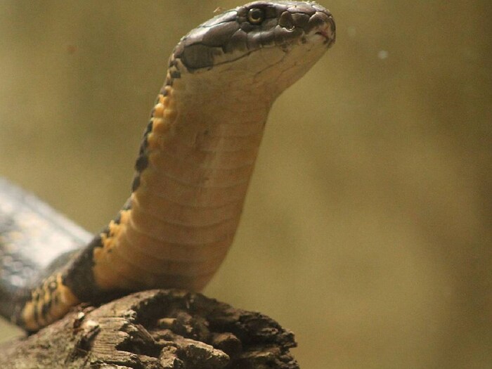 Know how fast king cobra snake he can run faster than human and when ...