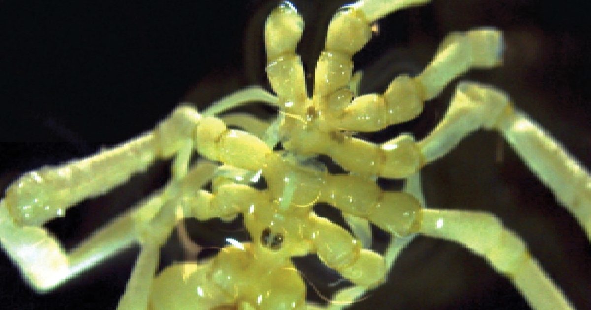 New sea spider species breathes through legs has boxing gloves for ...