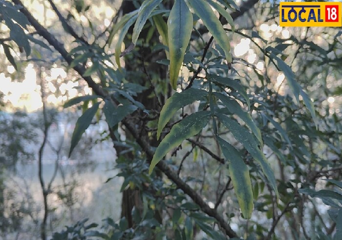 PHOTOS : ये पेड़ चमत्कार से कम नहीं, जड़ से लेकर फल तक सब हैं दवाई, घर ...
