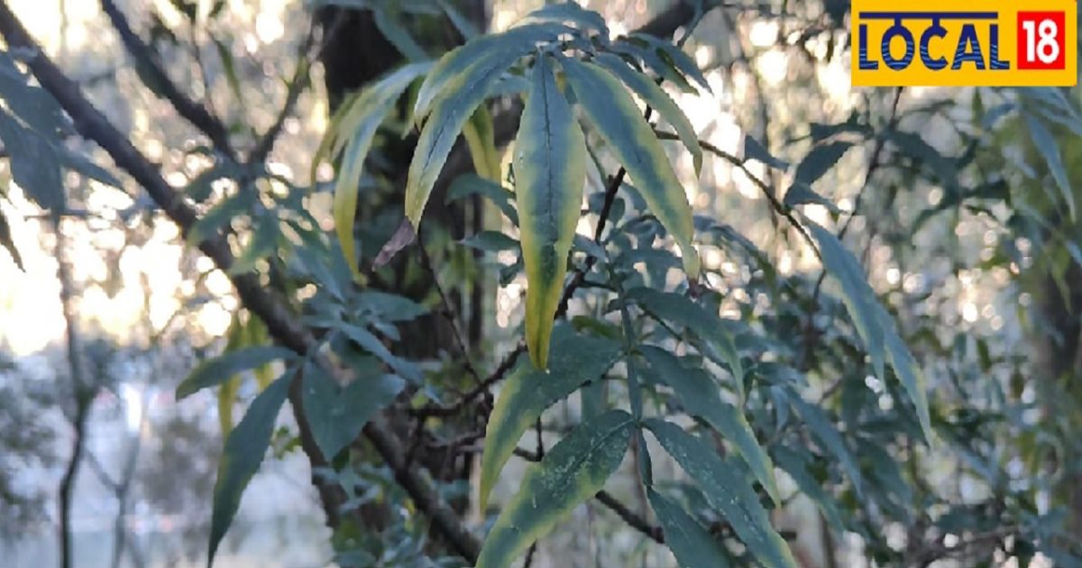 PHOTOS : ये पेड़ चमत्कार से कम नहीं, जड़ से लेकर फल तक सब हैं दवाई, घर ...