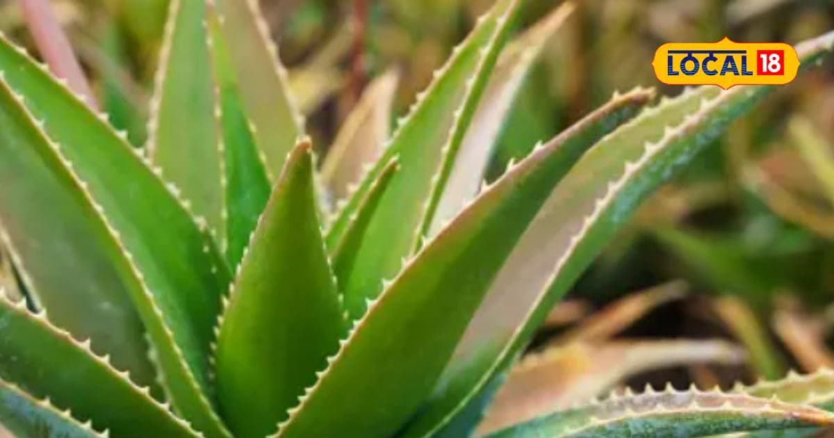 एलोवेरा में हैं सैकड़ों औषधीय गुण, हैरान करने वाले हैं इसके फायदे ...