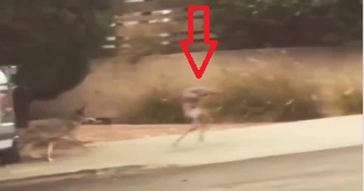 कैमरे में कैद हुआ एलियन! कुत्ते ने यूं दौड़ाया, डस्टबिन में कूद बचाई ...