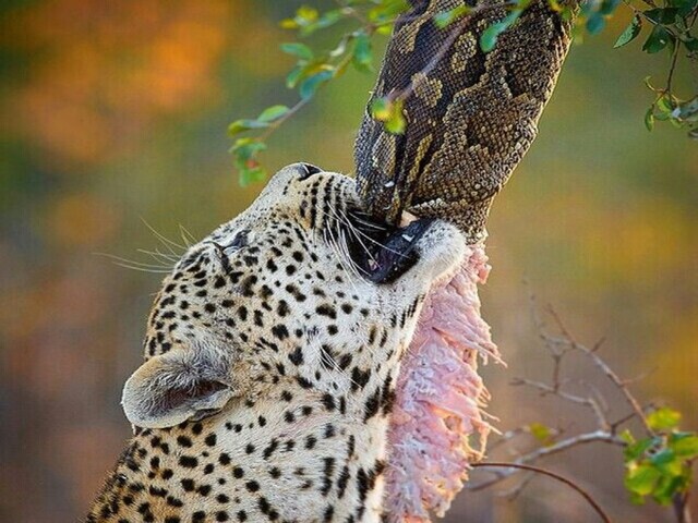 सांप खाना क्यों पसंद करते हैं चीता? क्या नहीं होता बॉडी पर जहर का असर ...