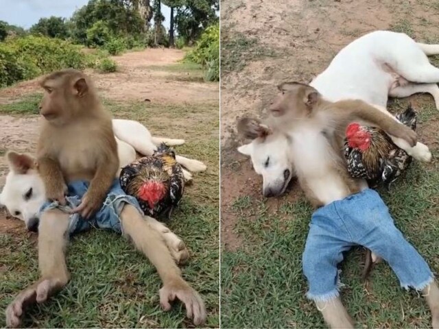 'ये दोस्ती हम नहीं तोड़ेंगे!' मुर्गे, बंदर और कुत्ते में दिखी गहरी ...