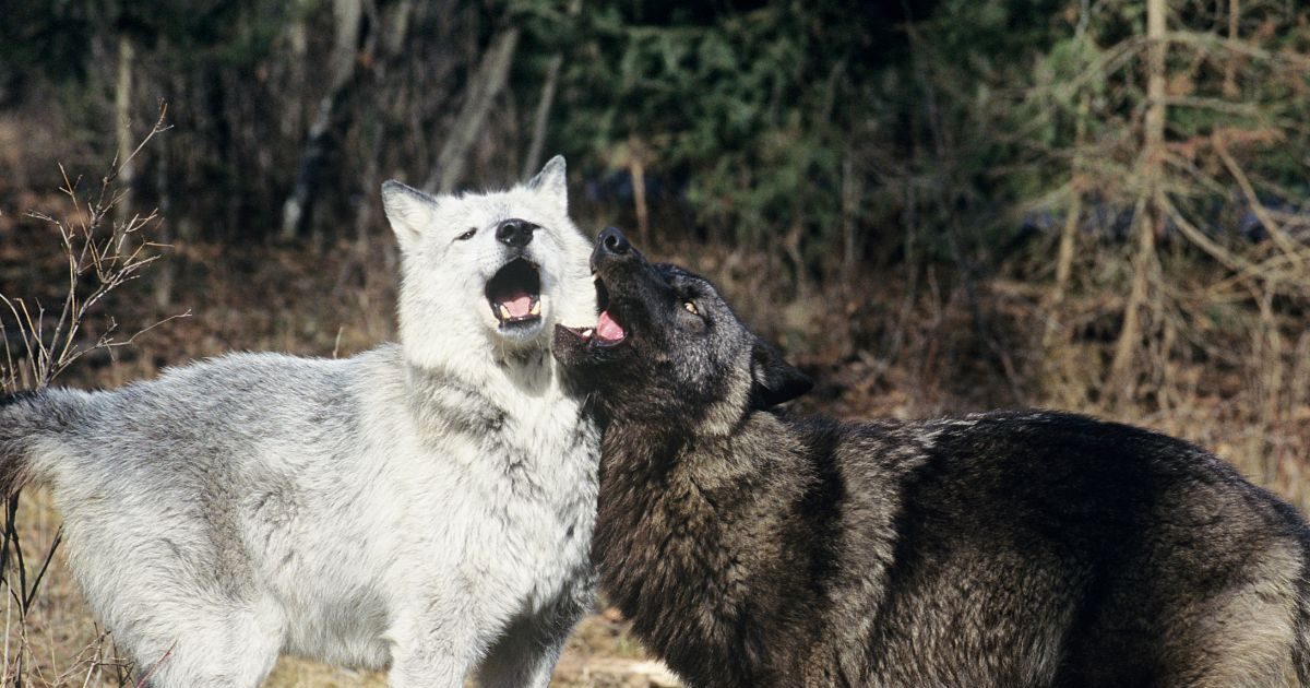 कुत्तों और भेड़ियों में 7 प्रमुख अंतर, जान गए तो इस खूंखार जीव को ...