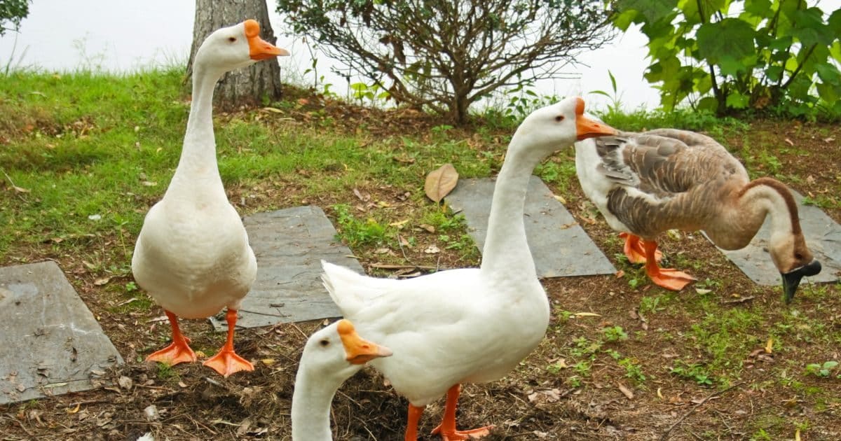 कुत्तों की कर दी छुट्टी, अब यहां बत्तखें कर रहीं जेल की रखवाली ...