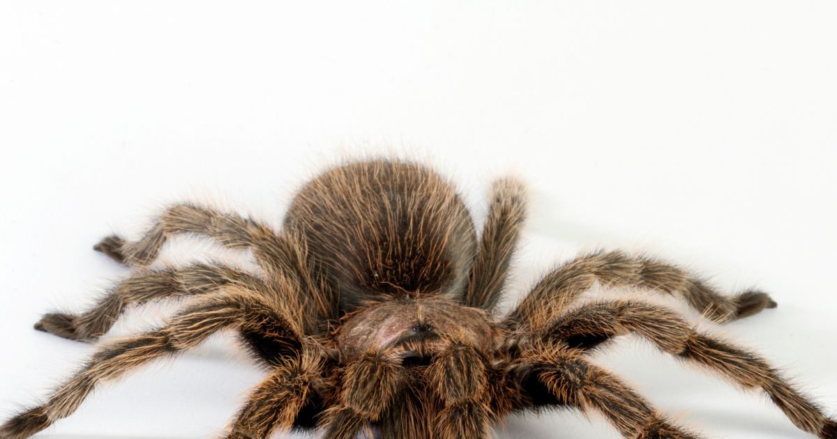 आठ आंखों वाली मकड़ी और 3 फुट का सांप मिला, काट लें तो बचाना मुश्क‍िल ...