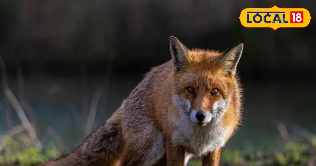 लोमड़ी के काटने के बाद आदमी करने लगा जानवरों जैसी हरकत, जानें क्या है ...