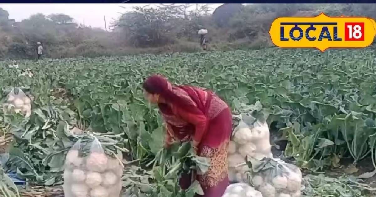 इस फसल से किसान हुआ मालामाल, लाखों में पहुंची इनकम,अब पूरे गांव ने अपना ...