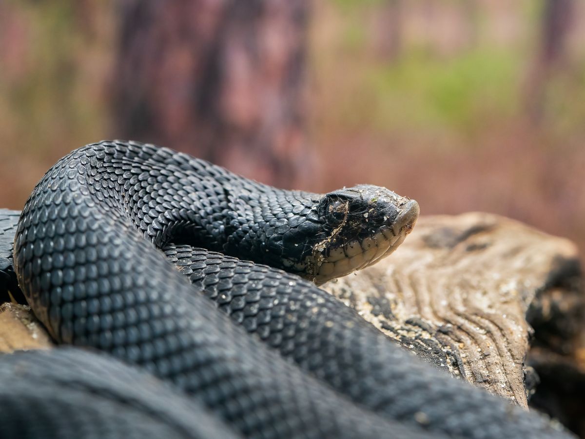 सांपों की दुनिया का सबसे बड़ा 'अभिनेता', खतरे के वक्त करता है मरने का ...